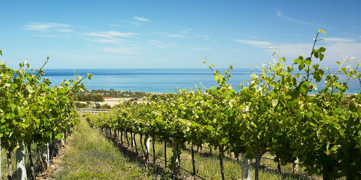 Rosemount Estate Onlineshop I Meraner Weinhaus