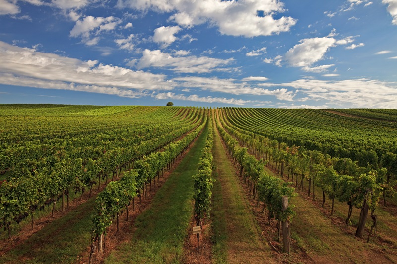 Weingut Grassl Onlineshop I Meraner Weinhaus