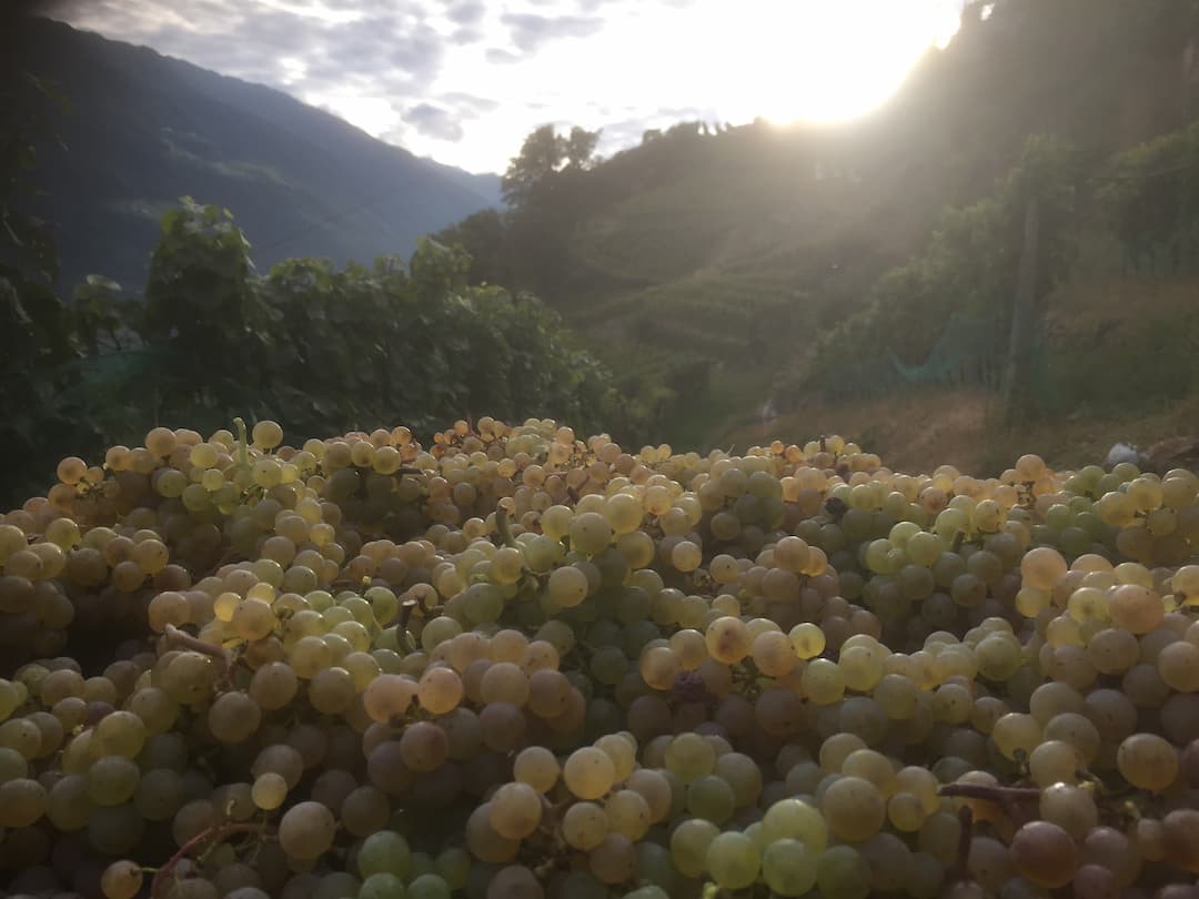 Weingut Unterortl Castel Juval Onlineshop I Meraner Weinhaus